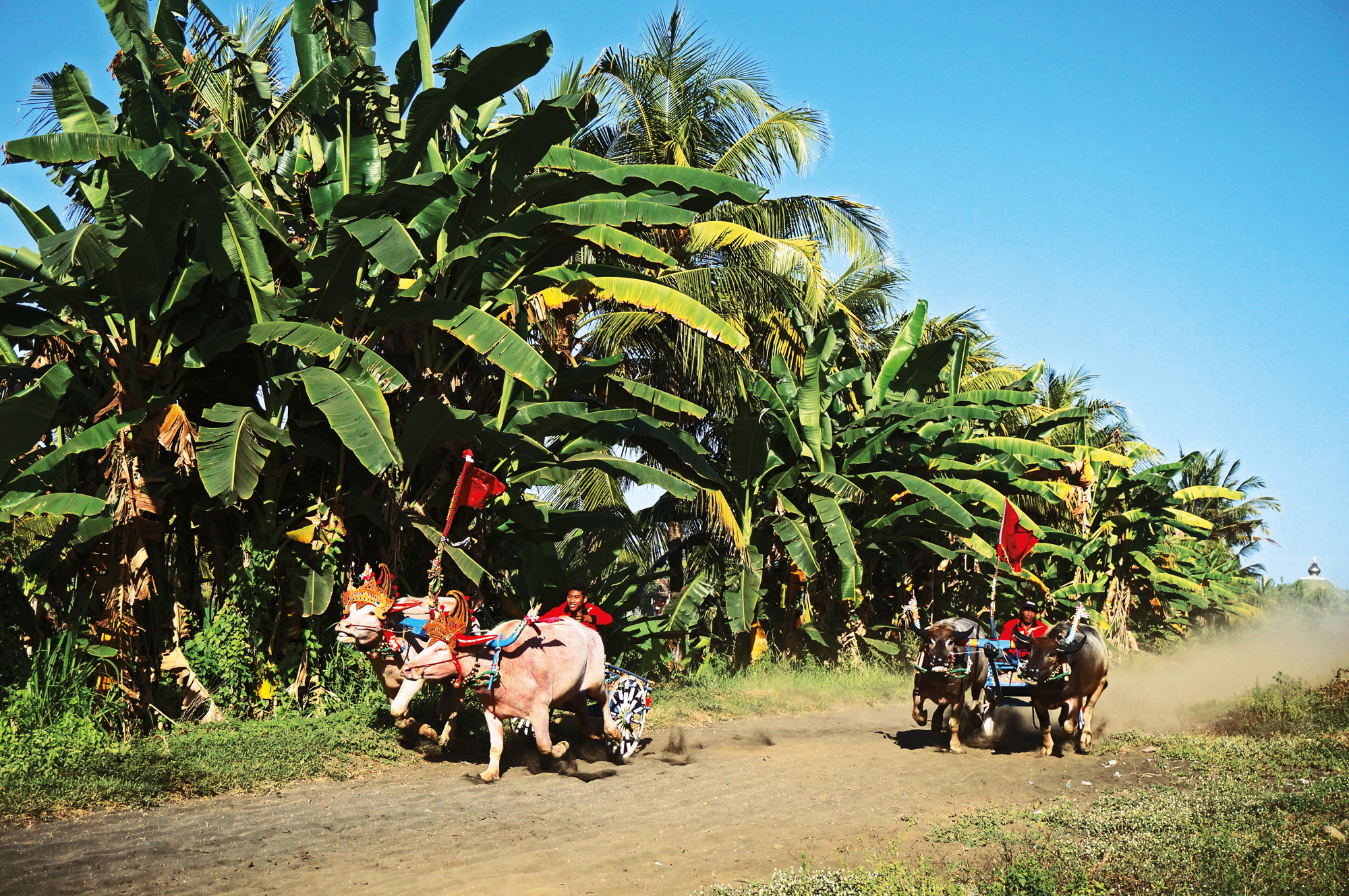 Bali's Traditional Sports : Racing Bulls & Flying Kites - NOW! Bali