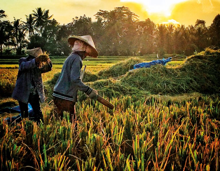 Stalwarts of the Sawah: The Life of the Balinese Rice Farmer - NOW! Bali