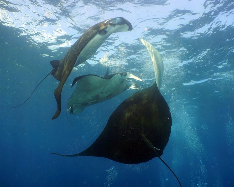 Where to Dive with Bali Manta Rays and Mola Mola Sun Fish - NOW! Bali