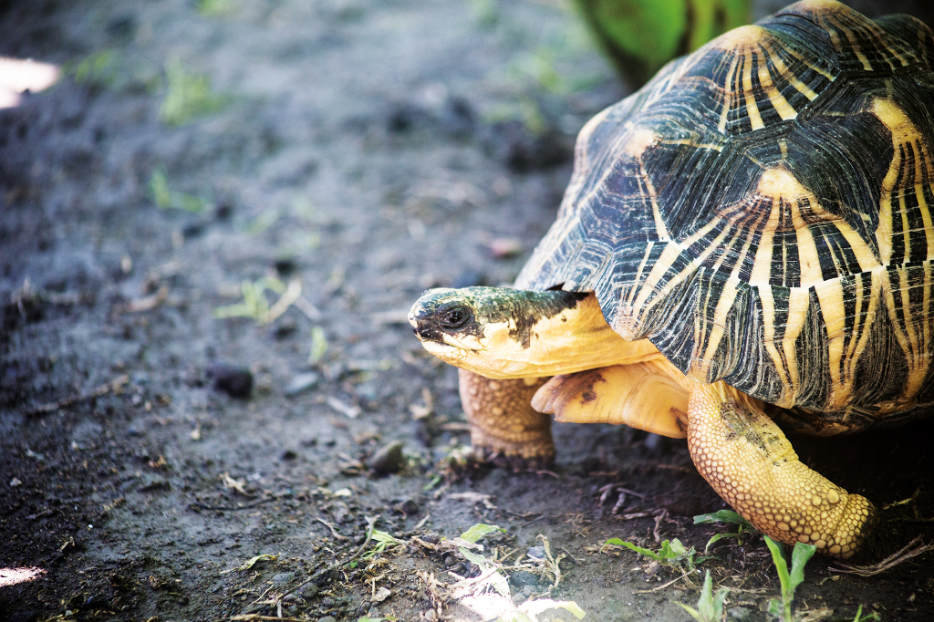 Rediscovering Wildlife at Bali Safari and Marine Park - NOW! Bali