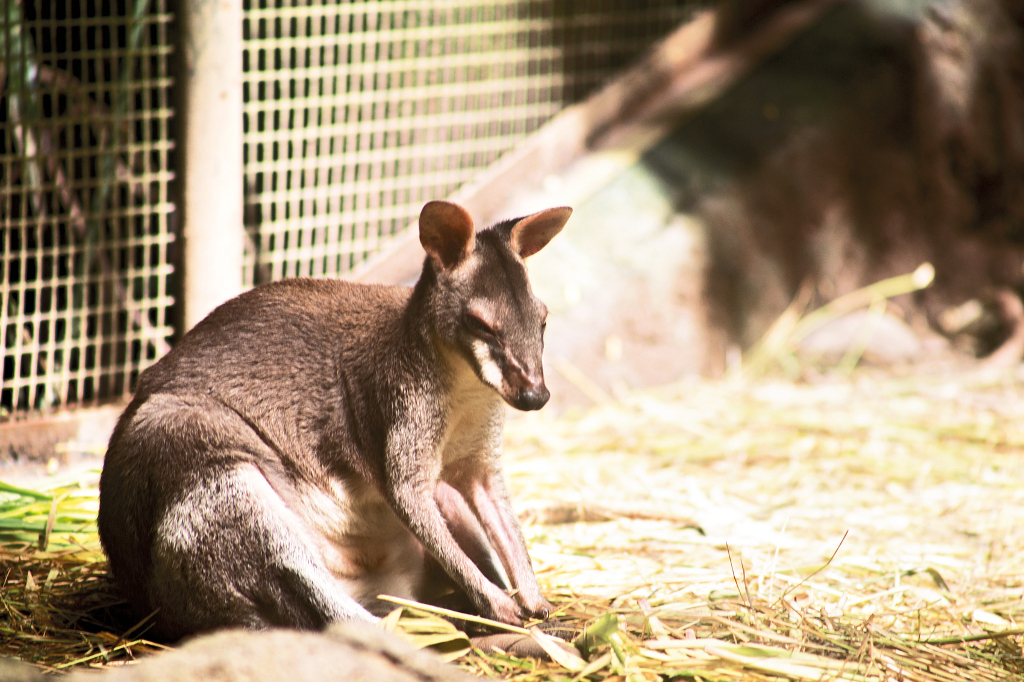 Rediscovering Wildlife at Bali Safari and Marine Park - NOW! Bali