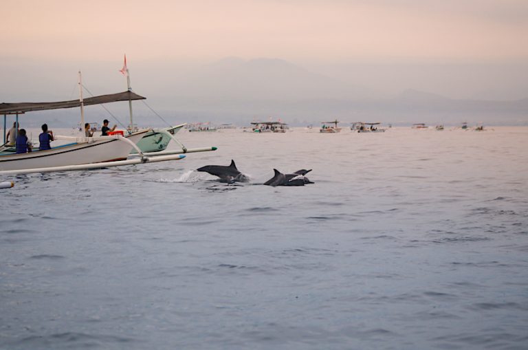 Dolphins in Bali : A Sunrise Experience in Lovina - NOW! Bali