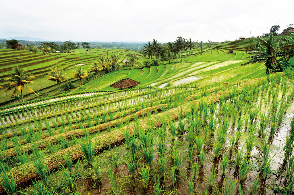 Jatiluwih : The Brilliant Greens of Tabanan