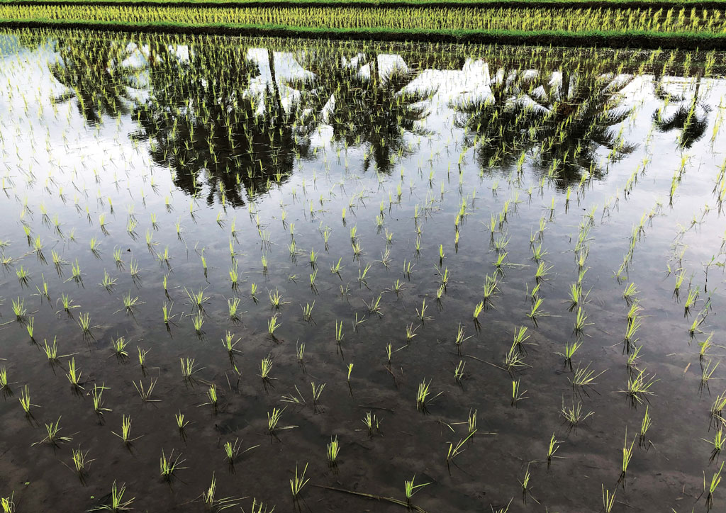 Jatiluwih : The Brilliant Greens of Tabanan