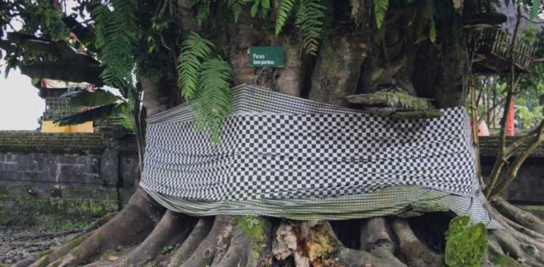 Banyan Trees and the Cult of Ancestors - NOW! Bali