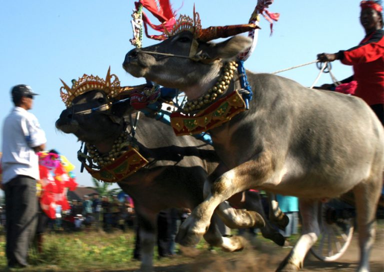 Bali's Traditional Sports : Racing Bulls & Flying Kites - NOW! Bali