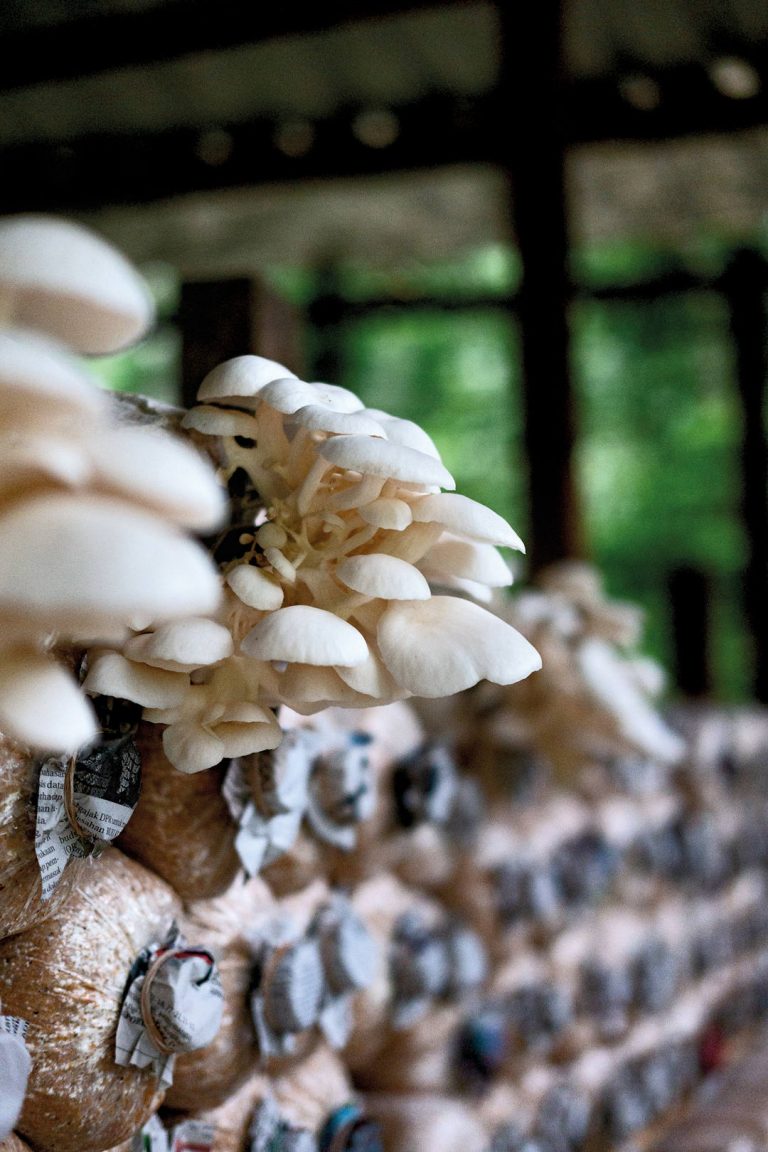 Meet Bali's Mushroom Man : I Gede Artha Sudiarsana - NOW! Bali