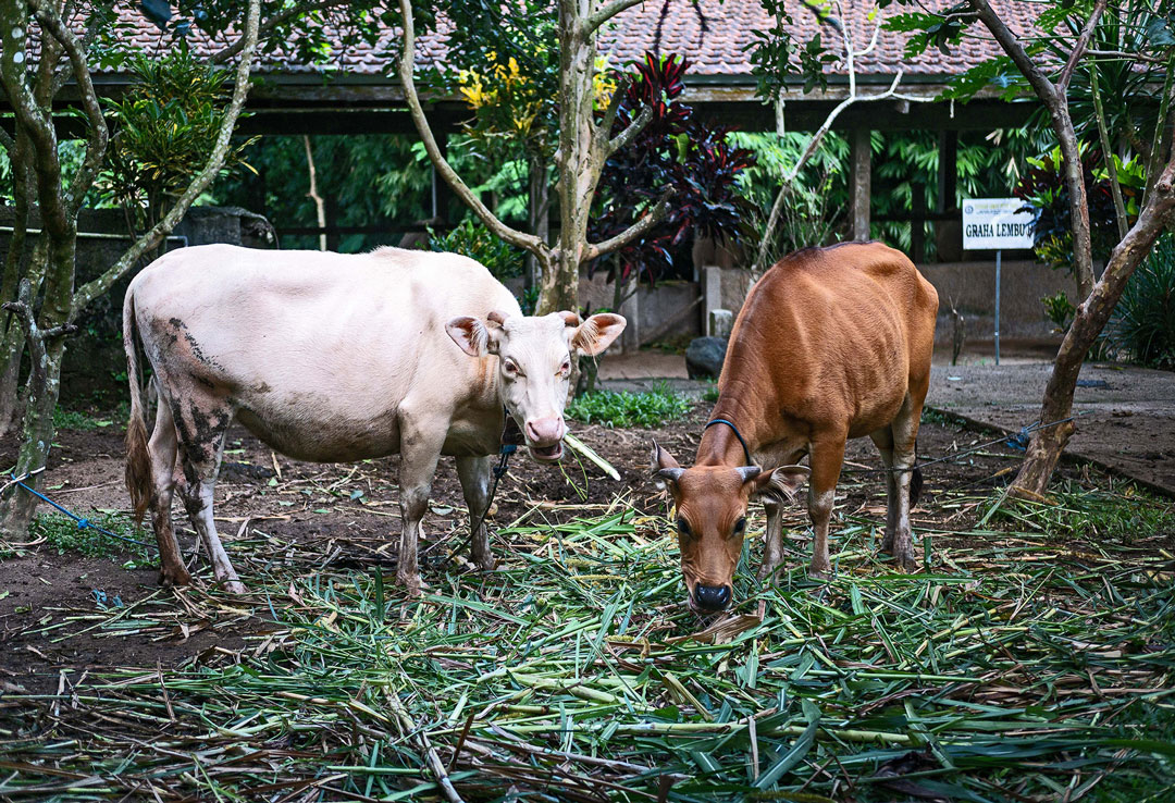 Lembu Putih Taro : Holy White Cows of Taro Village - NOW! Bali