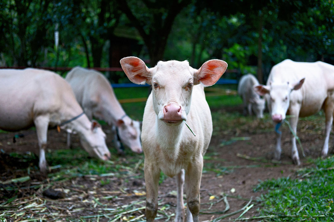Lembu Putih Taro : Holy White Cows of Taro Village - NOW! Bali
