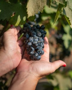 Meet the New Hatten Wines : A Story of Transformation and Innovation ...