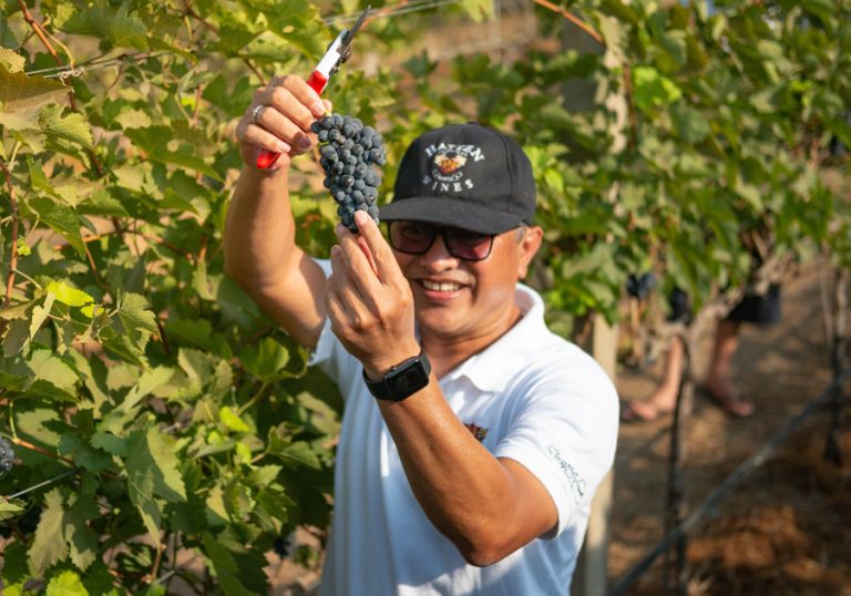 Meet the New Hatten Wines : A Story of Transformation and Innovation ...