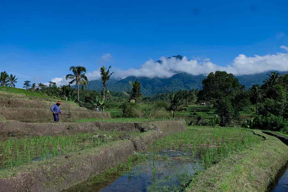 Explaining Bali's Subak System (and Why Rice Fields are Cultural ...