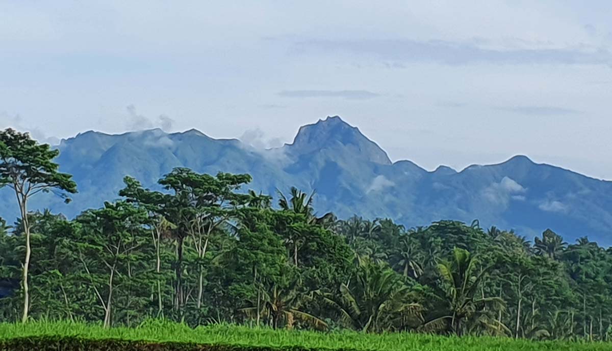 Kawisari Coffee, A Sip From One of Java’s Oldest Coffee Plantations ...