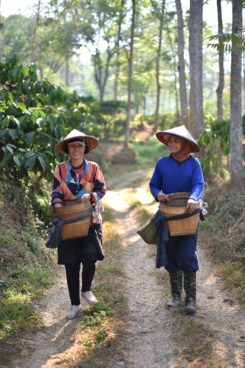 Kawisari Coffee, A Sip From One of Java’s Oldest Coffee Plantations ...