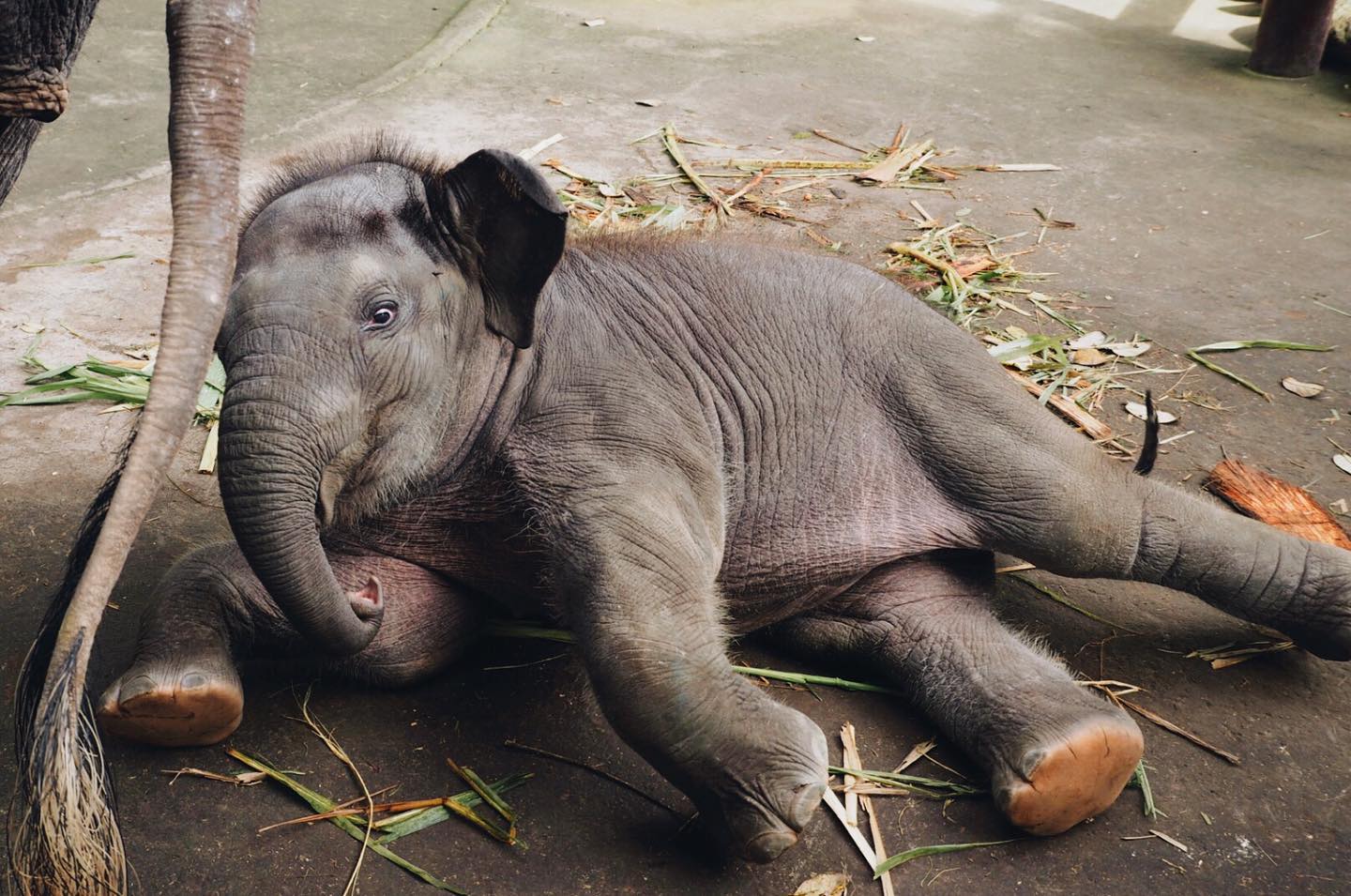 The Bali Elephants Need Your Help — A Fundraiser - NOW! Bali