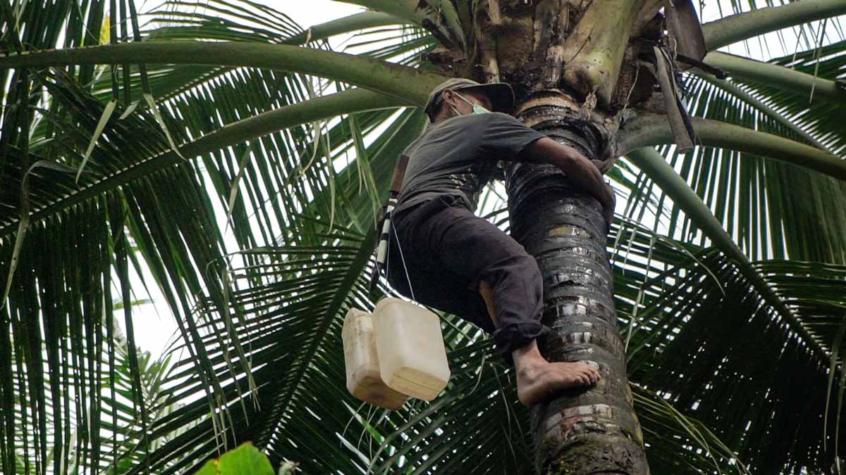 The Arak Farmers of Karangasem - NOW! Bali