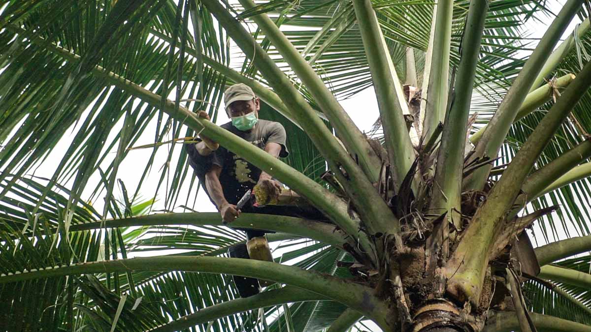 The Arak Farmers of Karangasem - NOW! Bali