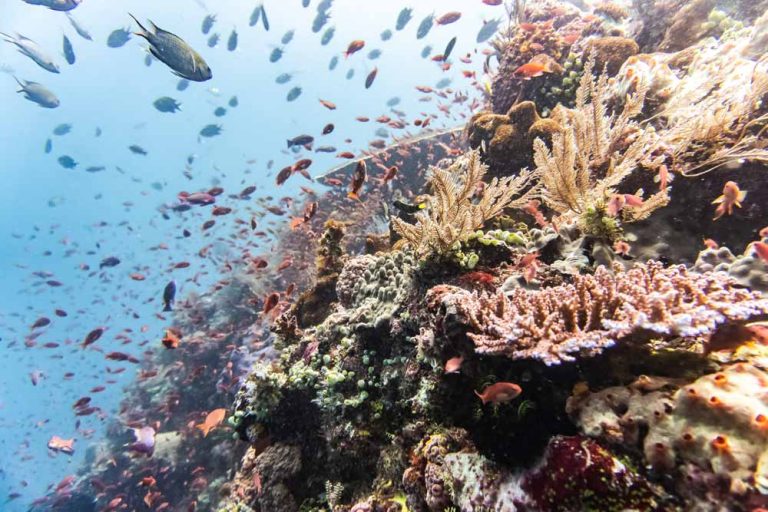 Coral Triangle Center: An Ocean of Learning in Bali’s Center for Marine ...