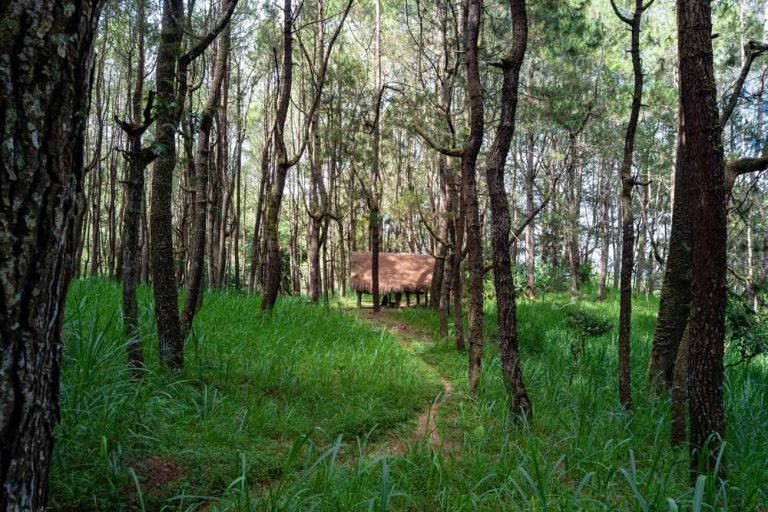Forests in Bali: Nature Walks, Treks and Explorations Between the Trees ...
