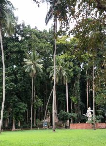 Forests in Bali: Nature Walks, Treks and Explorations Between the Trees ...