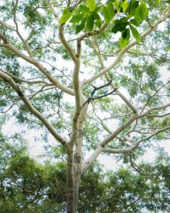 Forests in Bali: Nature Walks, Treks and Explorations Between the Trees ...