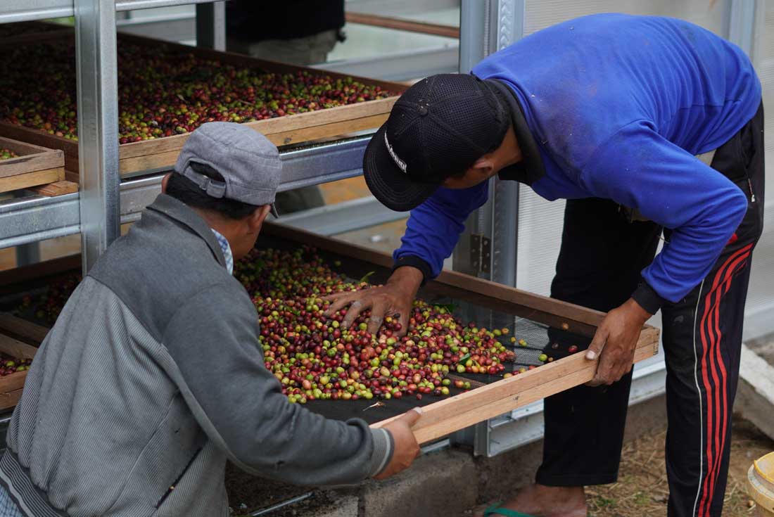 Nurturing the Next Generation of Indonesian Coffee Farmers - NOW! Bali