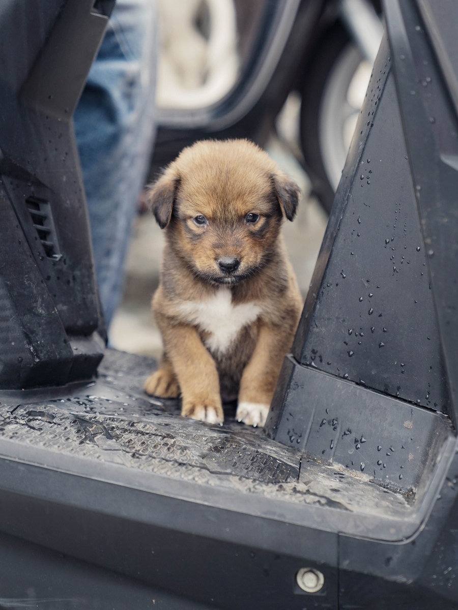 Mission Paws’ible: For the Love of Dogs - NOW! Bali