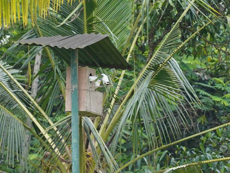 The Begawan Foundation: Conservation, Education and Regenerative ...