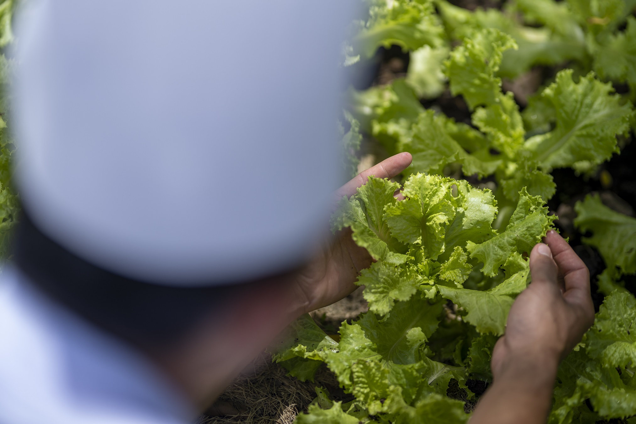 The Revamped AYANA Farm Reopens with New Guest Experiences - NOW! Bali