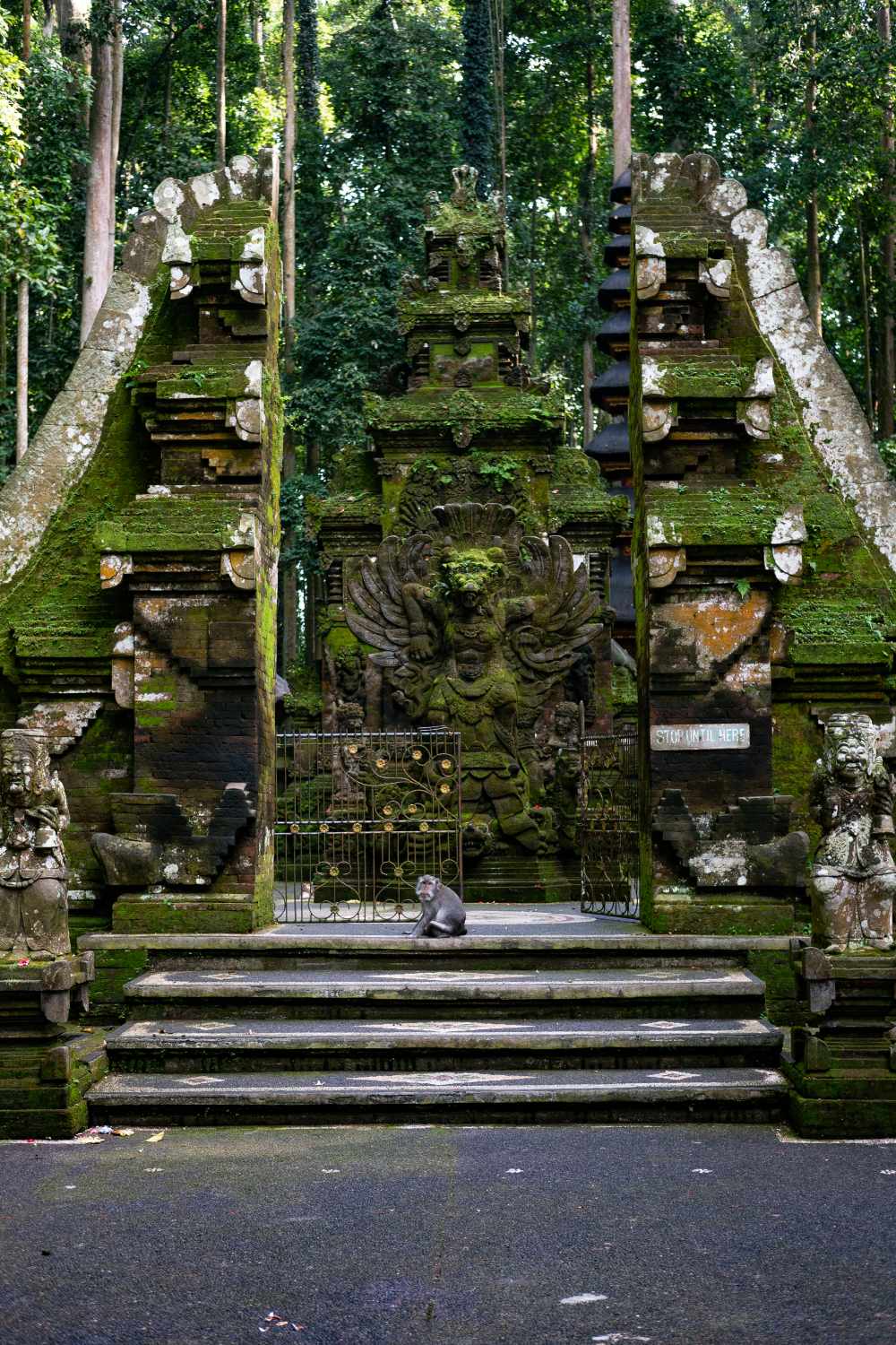 Sangeh Monkey Forest and A Tale of Walking Trees - NOW! Bali