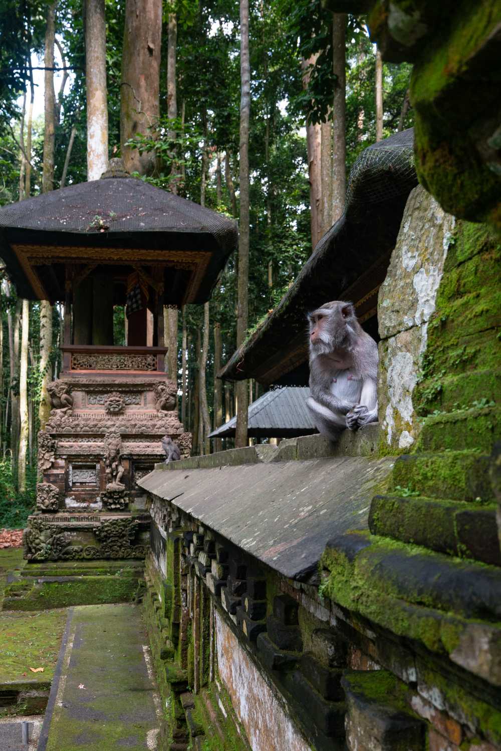 Sangeh Monkey Forest and A Tale of Walking Trees - NOW! Bali