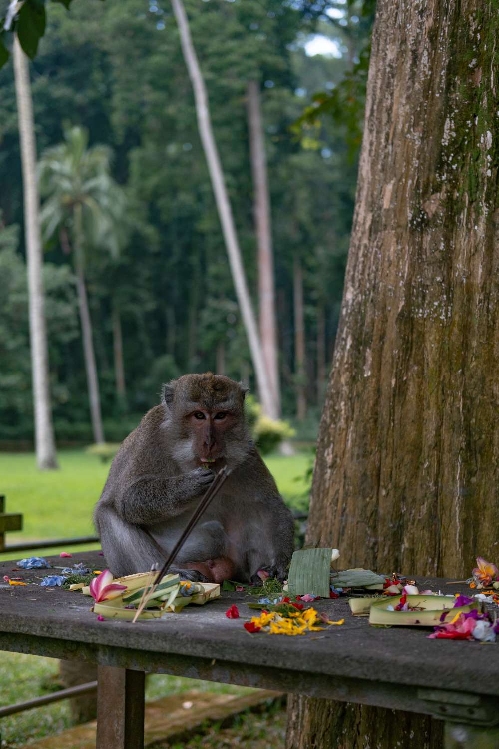 Sangeh Monkey Forest and A Tale of Walking Trees - NOW! Bali
