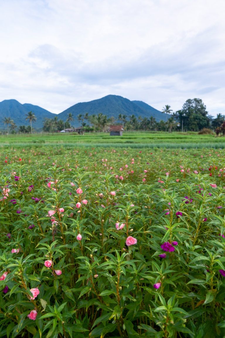 The Flowers of Bali: A World of Symbolism and Colour - NOW! Bali