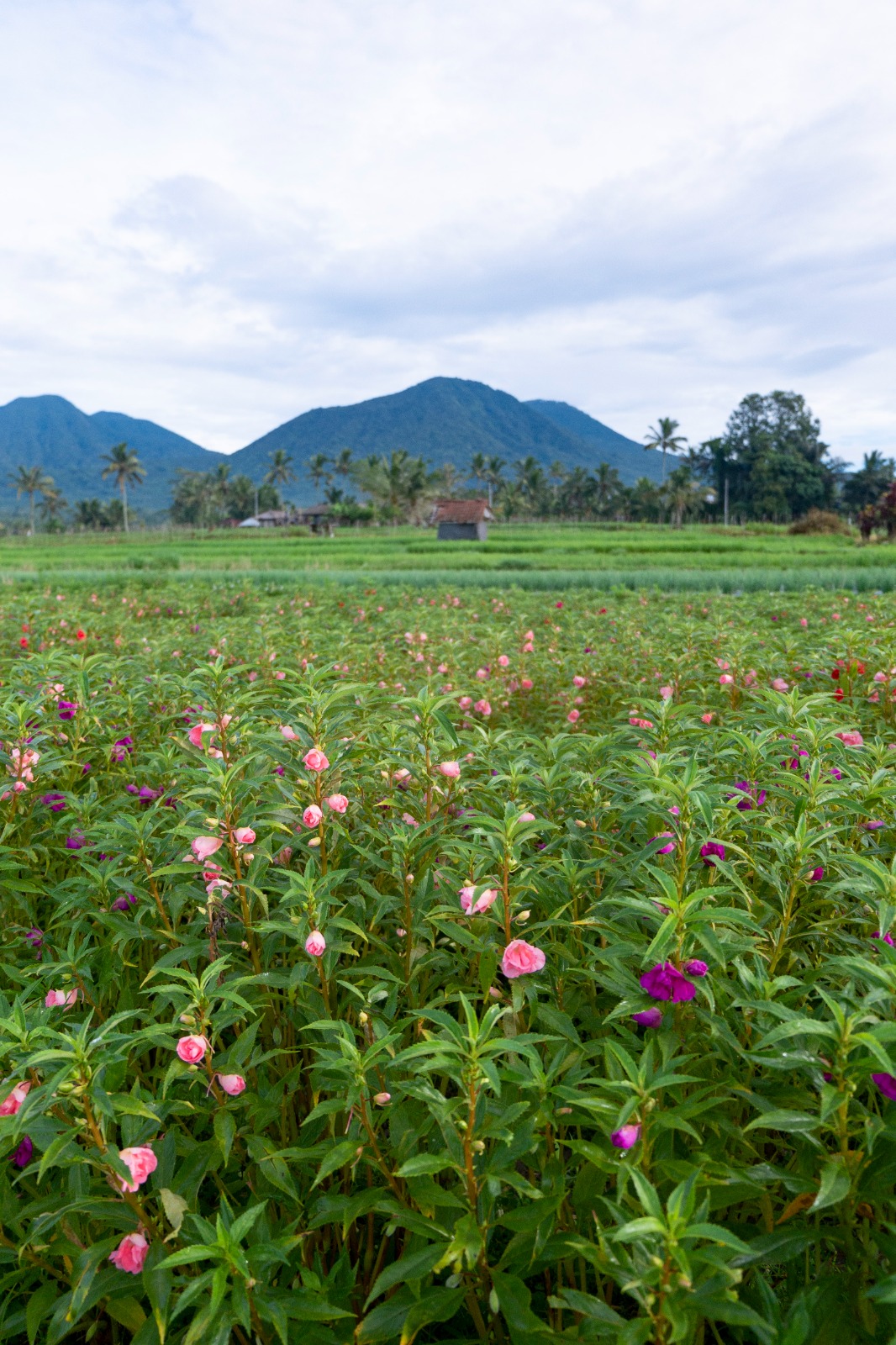 The Flowers of Bali: A World of Symbolism and Colour - NOW! Bali