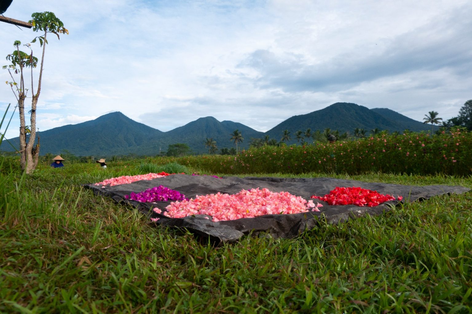 The Flowers of Bali: A World of Symbolism and Colour - NOW! Bali