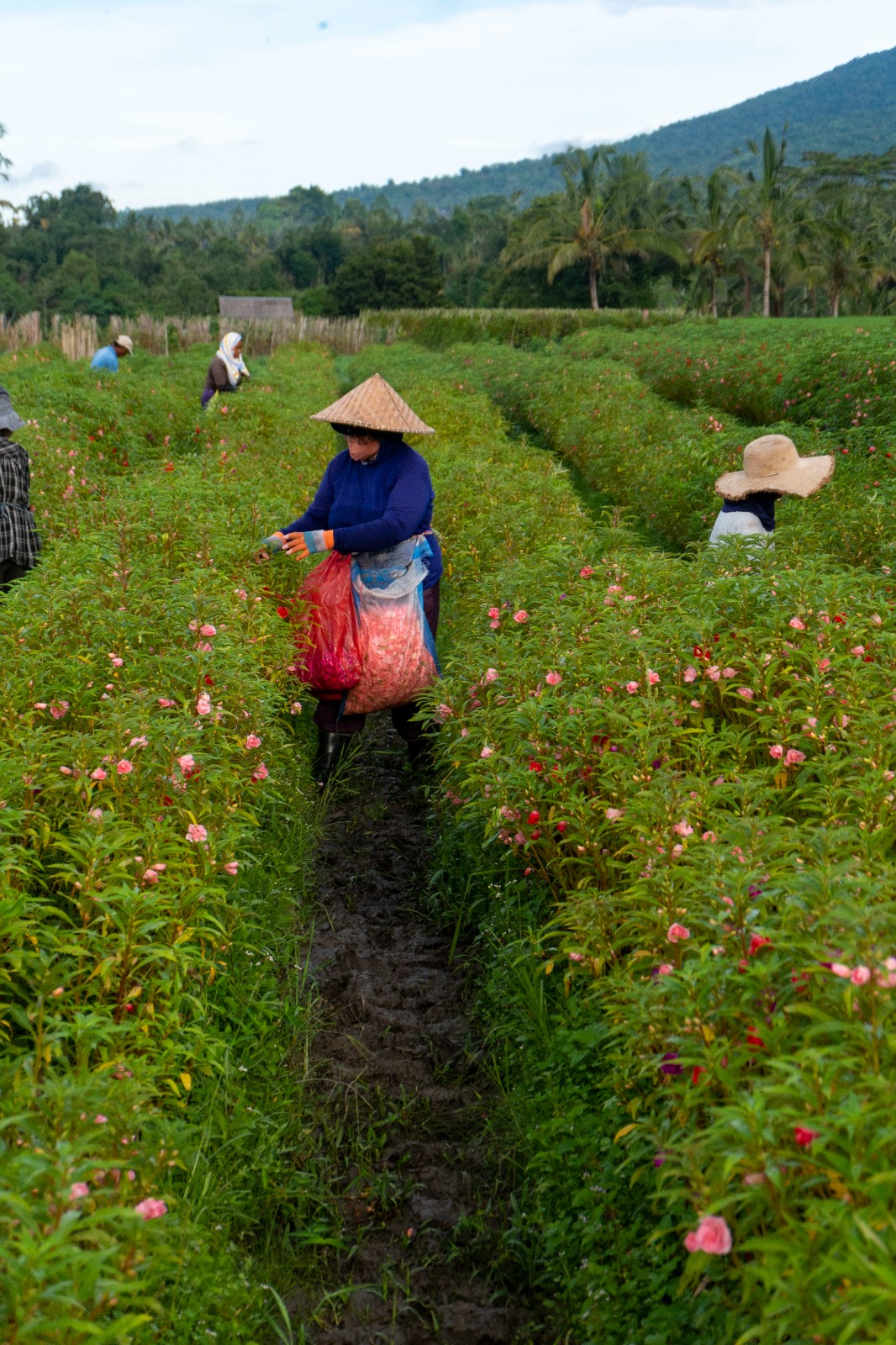 The Flowers of Bali: A World of Symbolism and Colour - NOW! Bali