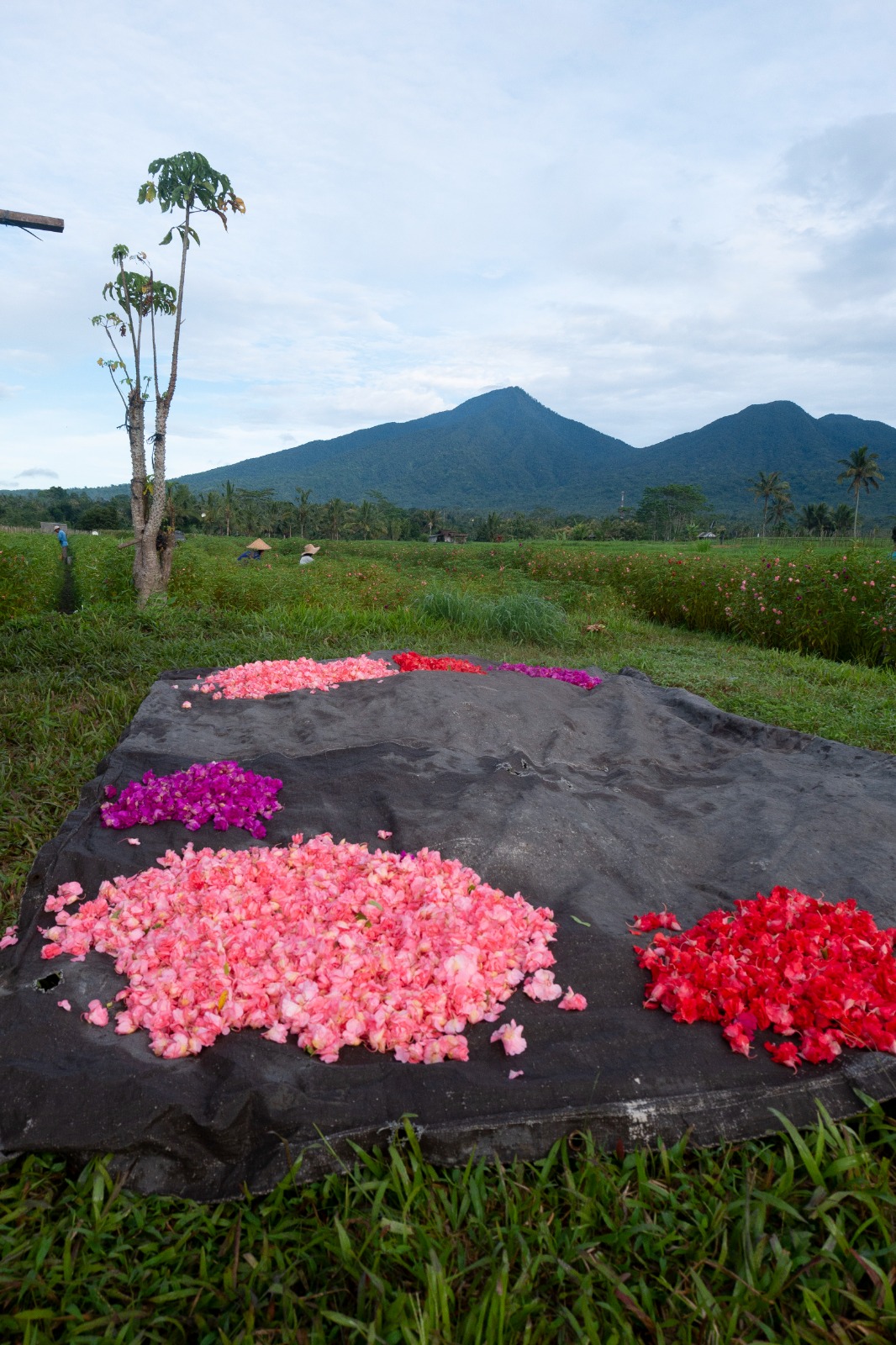 The Flowers of Bali: A World of Symbolism and Colour - NOW! Bali