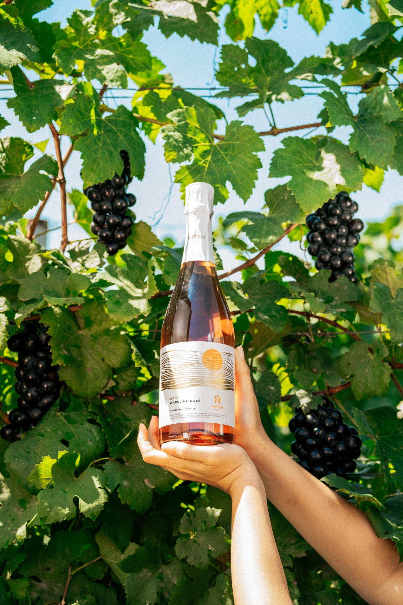 Hatten Wines Celebrates its 30th Anniversary Committed to Excellence ...