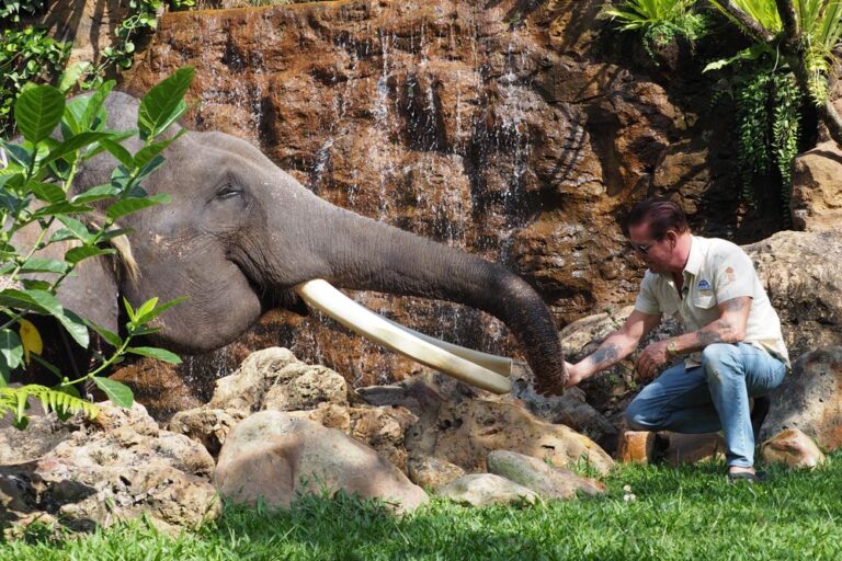 Mason Elephant Park & Lodge: The Story of Bali's Biggest Herd