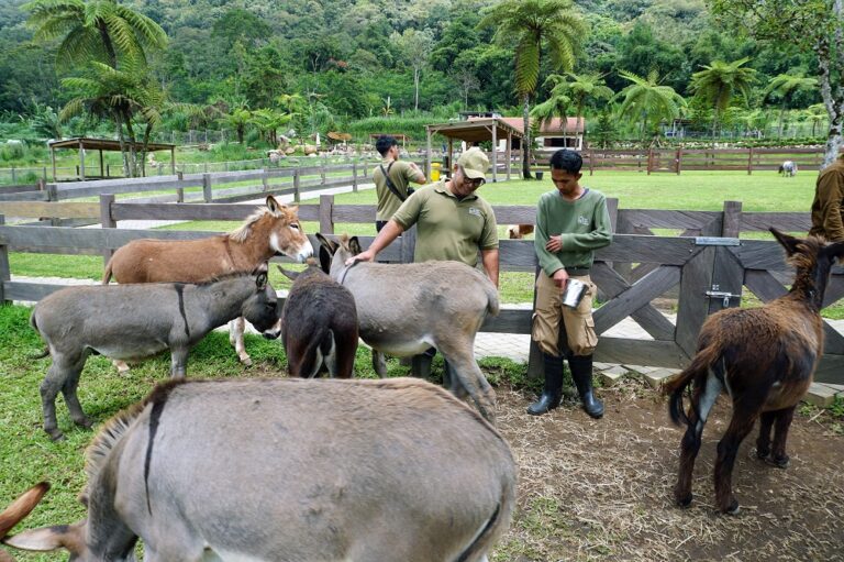 Bali Farm House: Countryside Charm at Bali’s First Interactive Farm ...