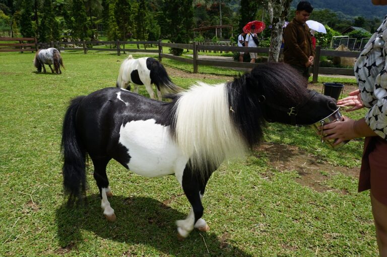 Bali Farm House: Countryside Charm at Bali’s First Interactive Farm ...