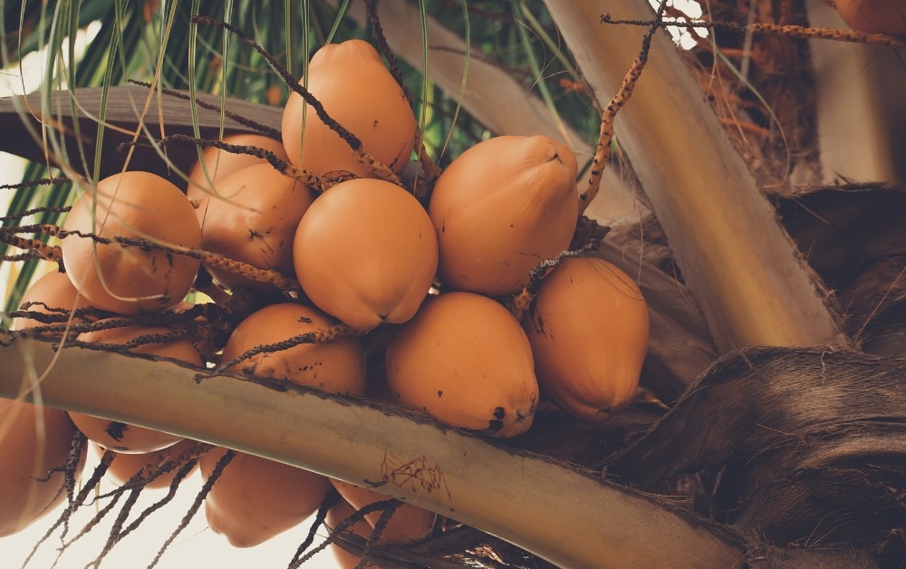 Bungkak Nyuh Gading: A Vessel of Purity in Balinese Rituals - NOW! Bali